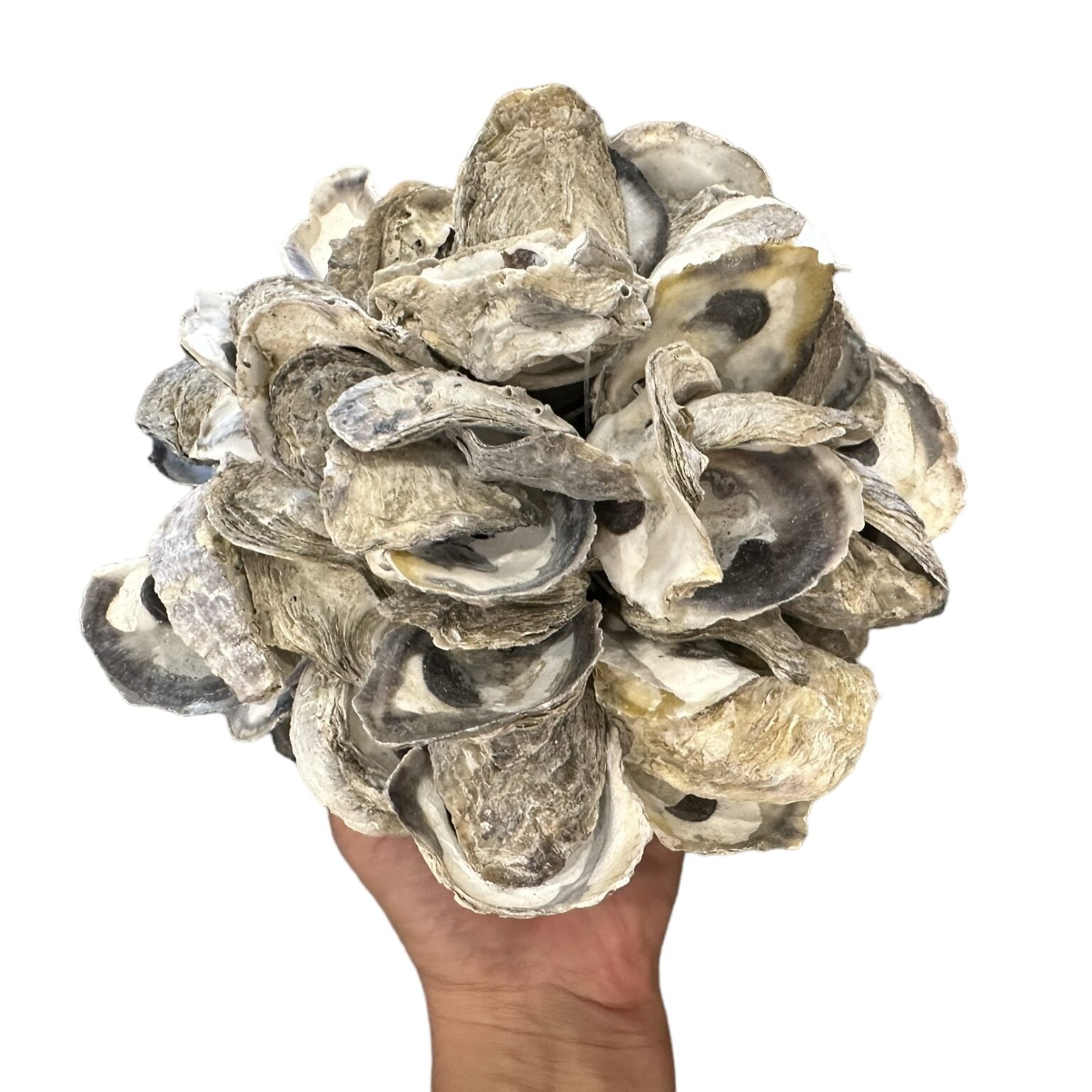 Oyster Clusters - Maison & Maison